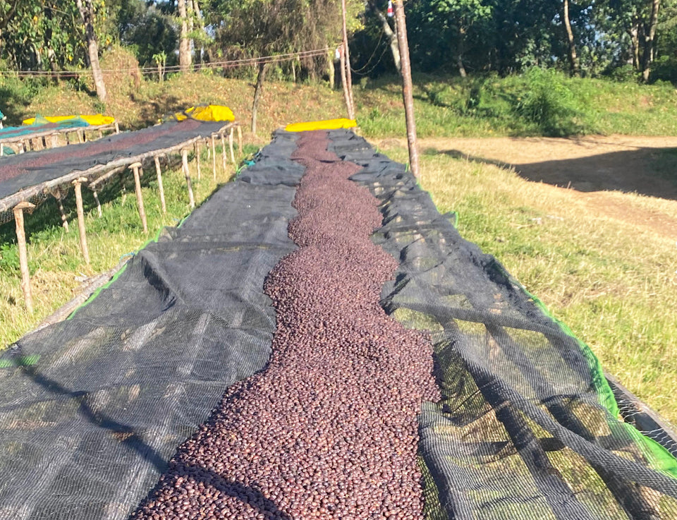Ethiopian Gera Gr1 Anaerobic Natural – Gracefully Coffee Roasters, Inc